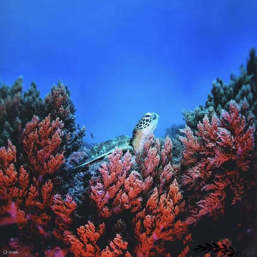 潜水更深：padi 高级开放水域潜水员在保和岛与 Padi 5 星级 Idc Klook客路